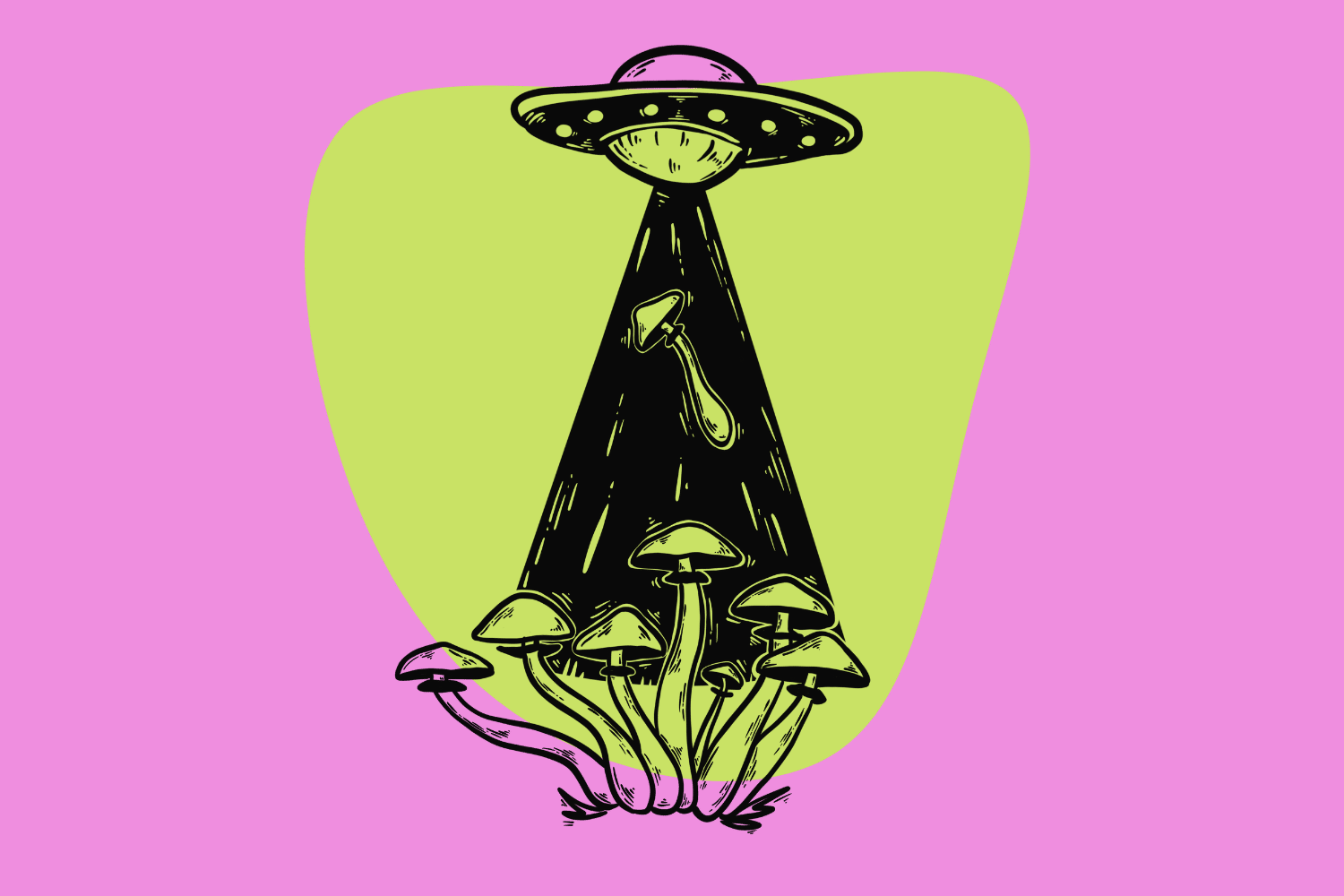 How To Pick, Dry, & Prepare Liberty Cap Mushrooms - Tripsitter