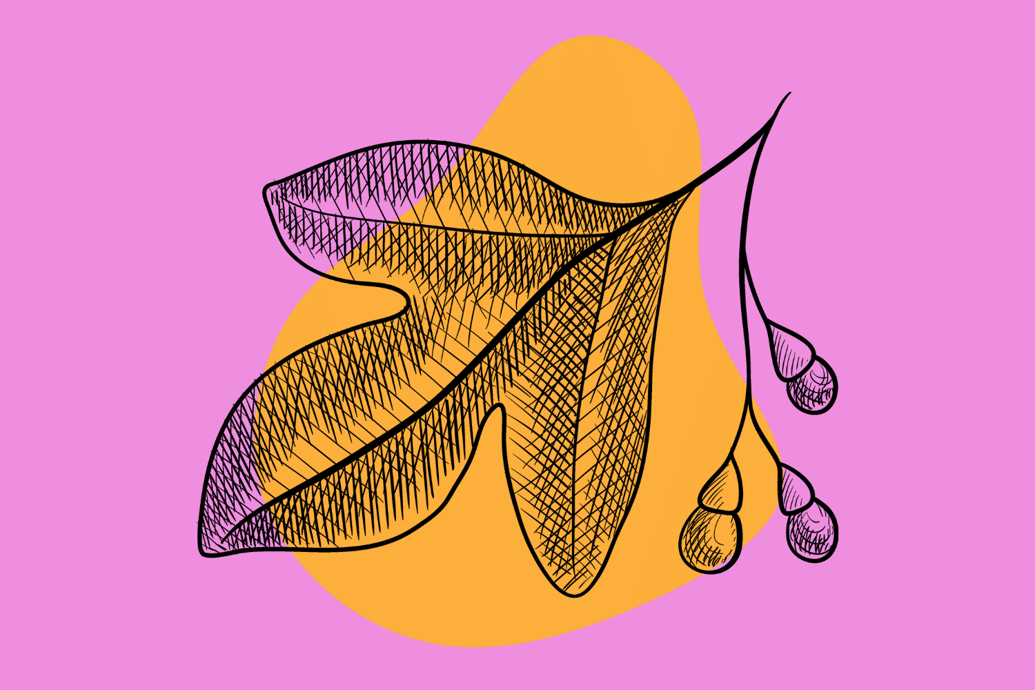 Sassafras: Appalachian Tonic or Herbal MDMA? - Tripsitter