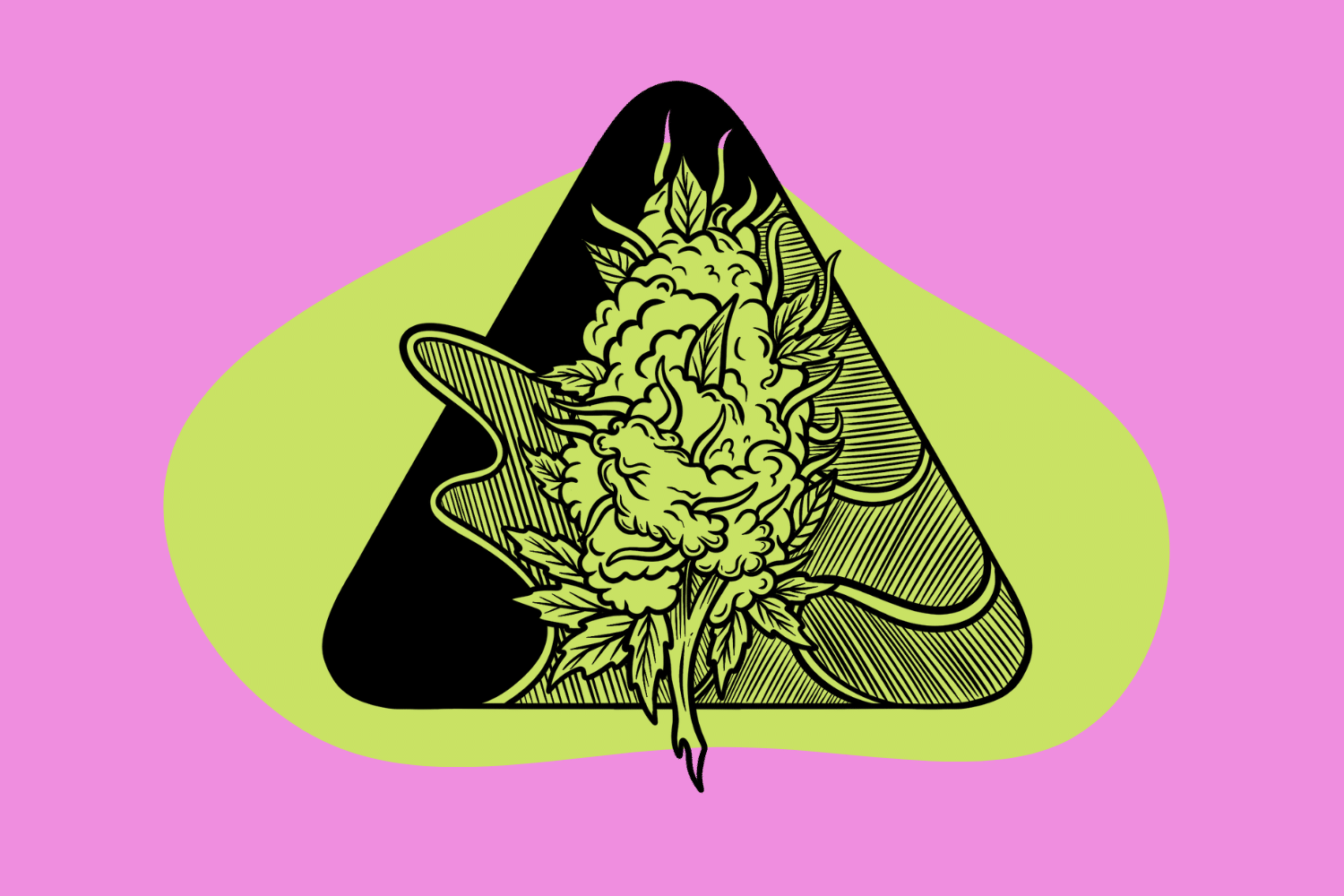 THCA (THC-Acid): Legal Loopholes & the Science of THCA - Tripsitter