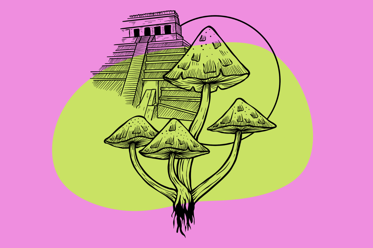 Sacred Fungi of Mexico: The Palenque Mexico Strain - Tripsitter