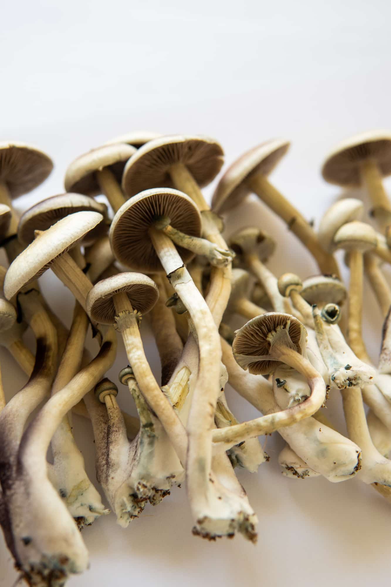 Exhaustive List of Known Psychedelic Substances - Tripsitter