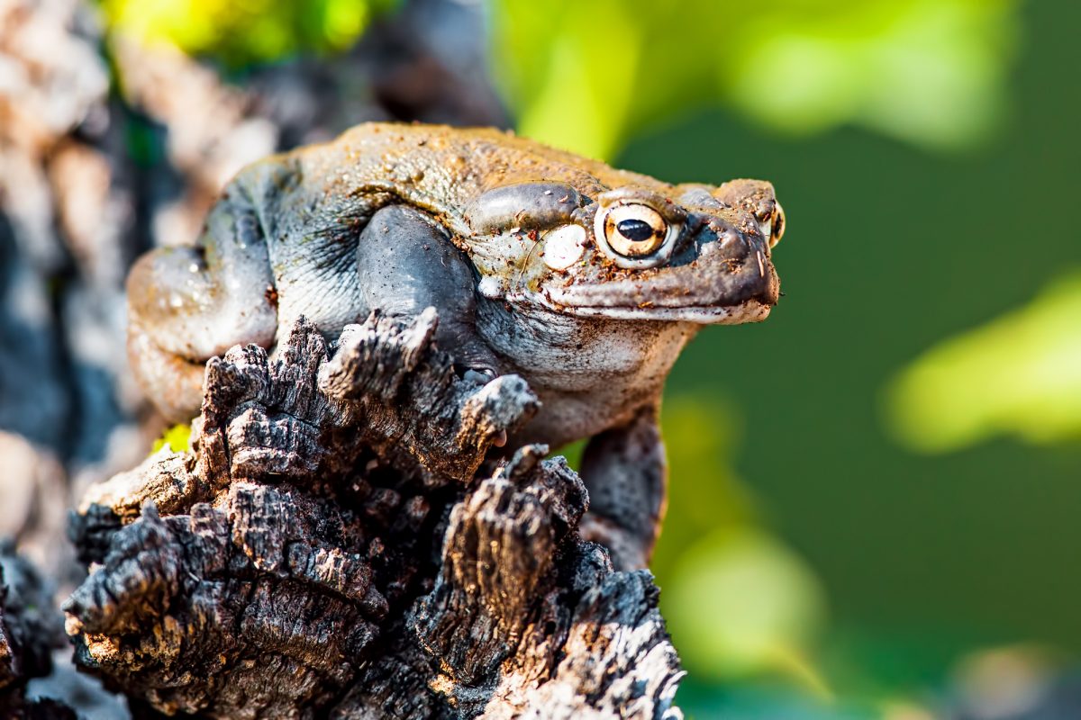 Psychoactive Toad Venom (Bufo Alvarius) - Tripsitter