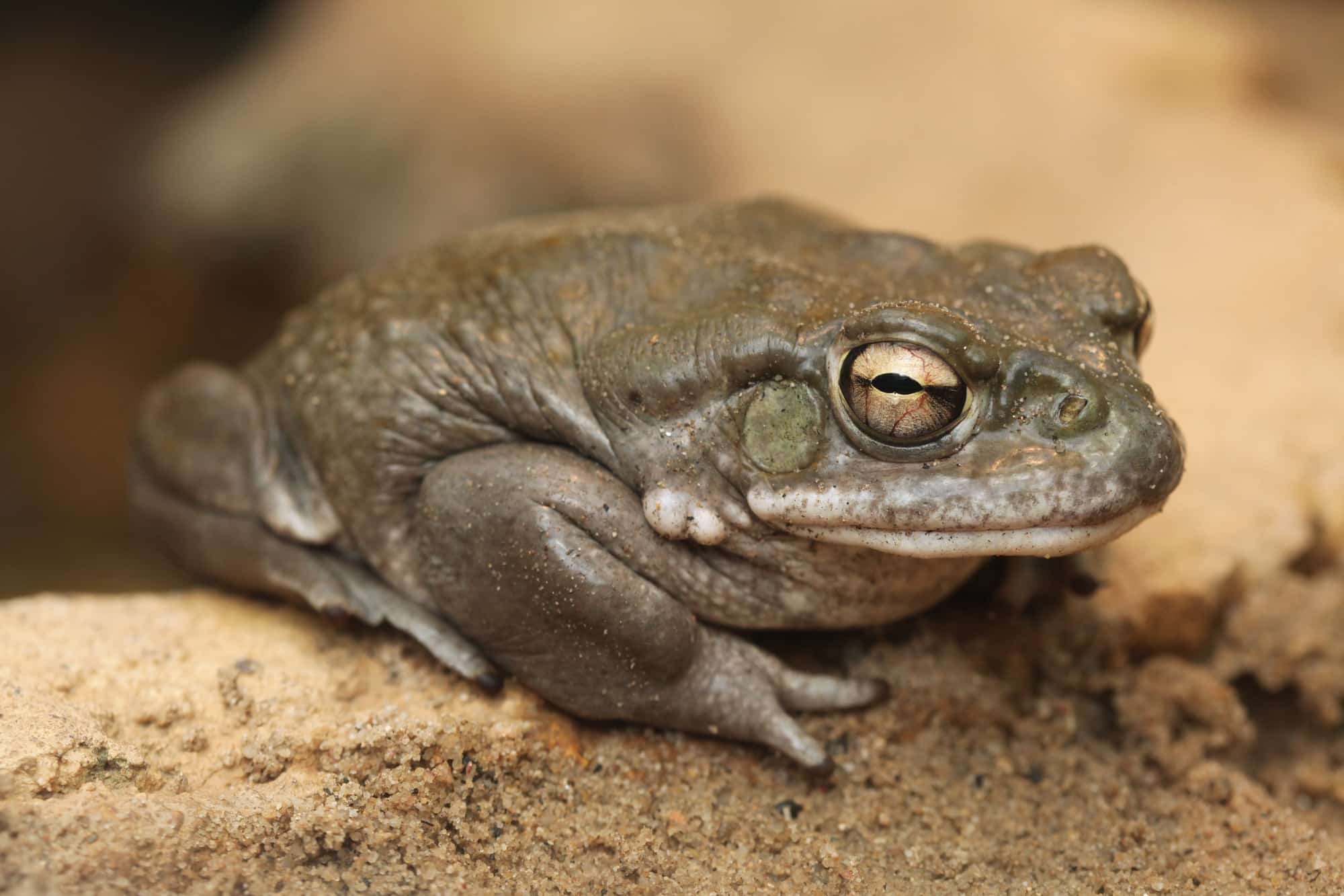 Psychoactive Toad Venom (Bufo Alvarius) - Tripsitter