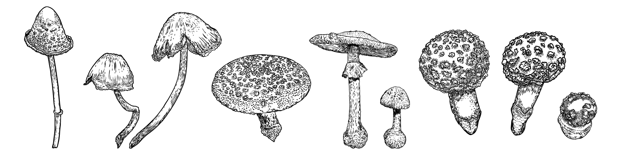 Where Do Shrooms Grow? How to Find Magic Mushrooms in the Wild - Tripsitter