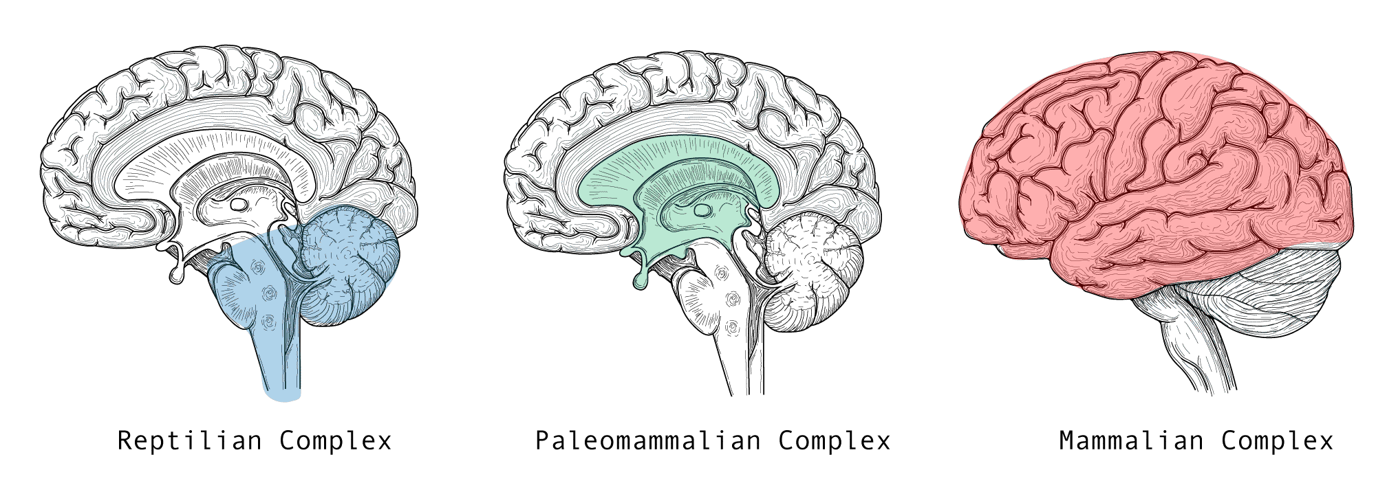 What’s The Default Mode Network? - Tripsitter