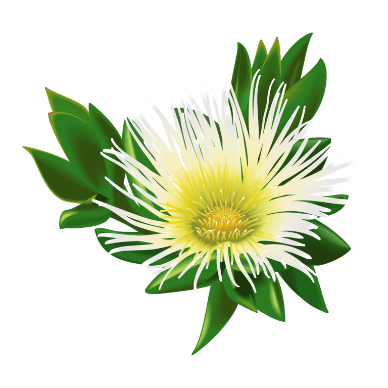 Kanna: Exploring One of Nature's Best Antidepressants — Tripsitter