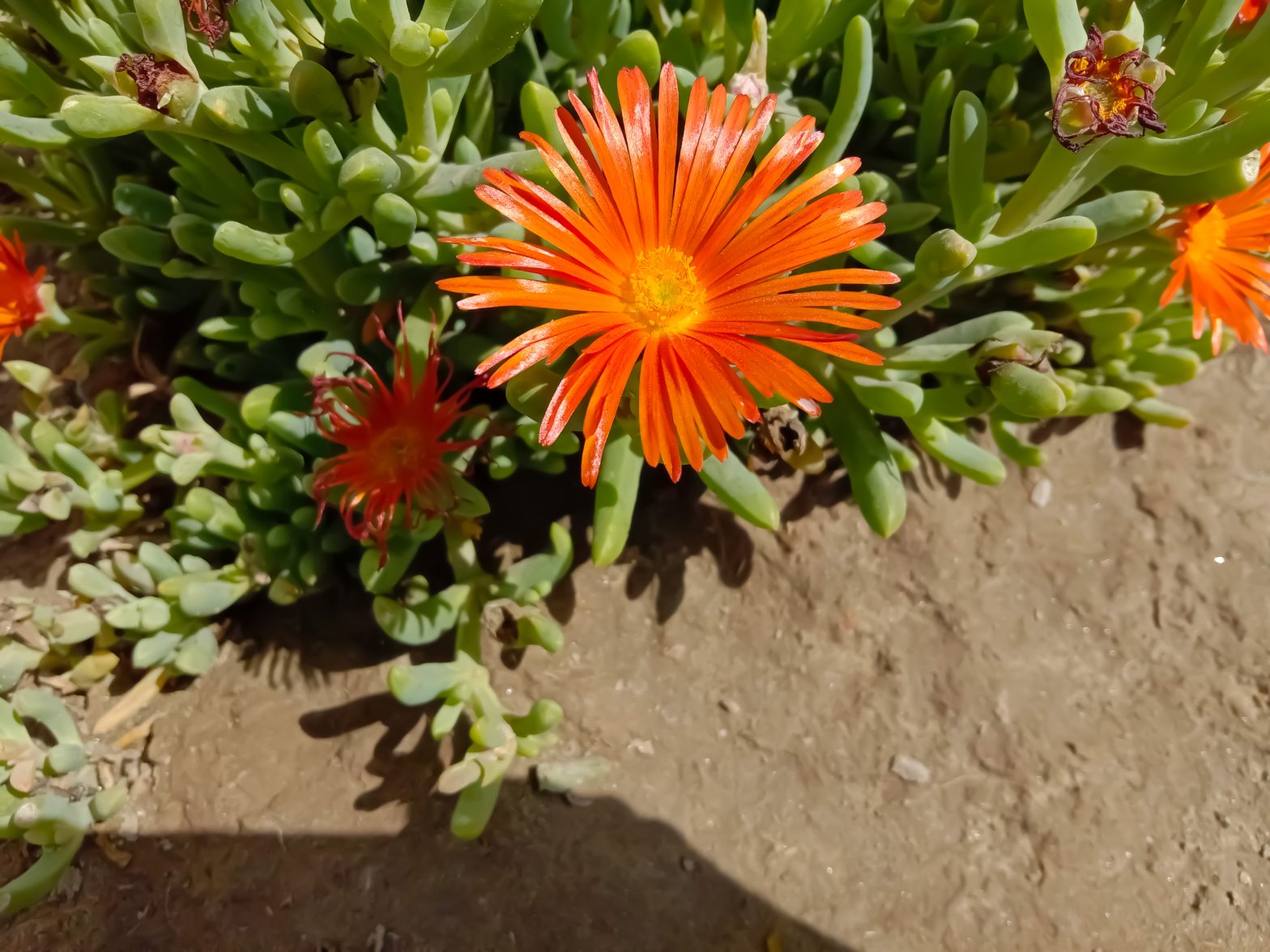 Kanna: Exploring One of Nature's Best Antidepressants — Tripsitter