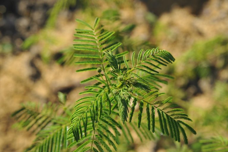 Plants That Contain DMT - Tripsitter