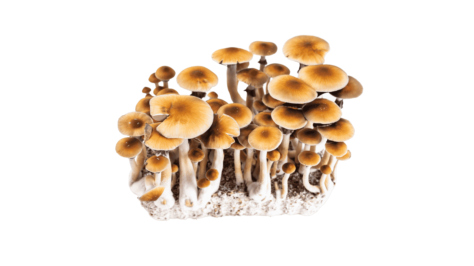 List of Psilocybin Mushroom Species (And Other Psychoactive Fungi ...