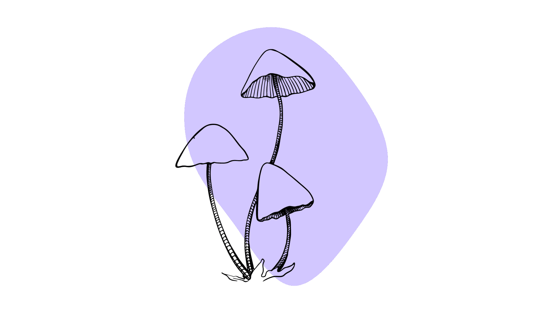 What Is the B+ Shroom Strain? Everything You Need to Know - Tripsitter