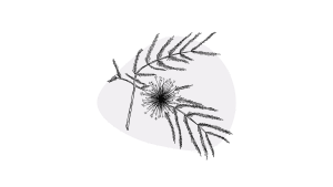 Plants That Contain DMT - Tripsitter