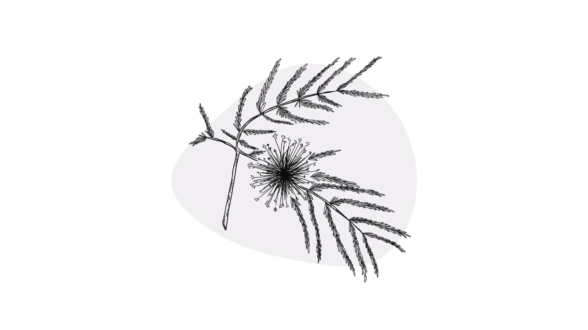 List of Plants That Contain DMT - Tripsitter