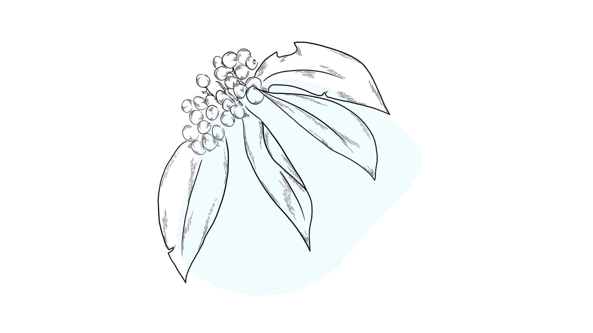 List of Plants That Contain DMT - Tripsitter