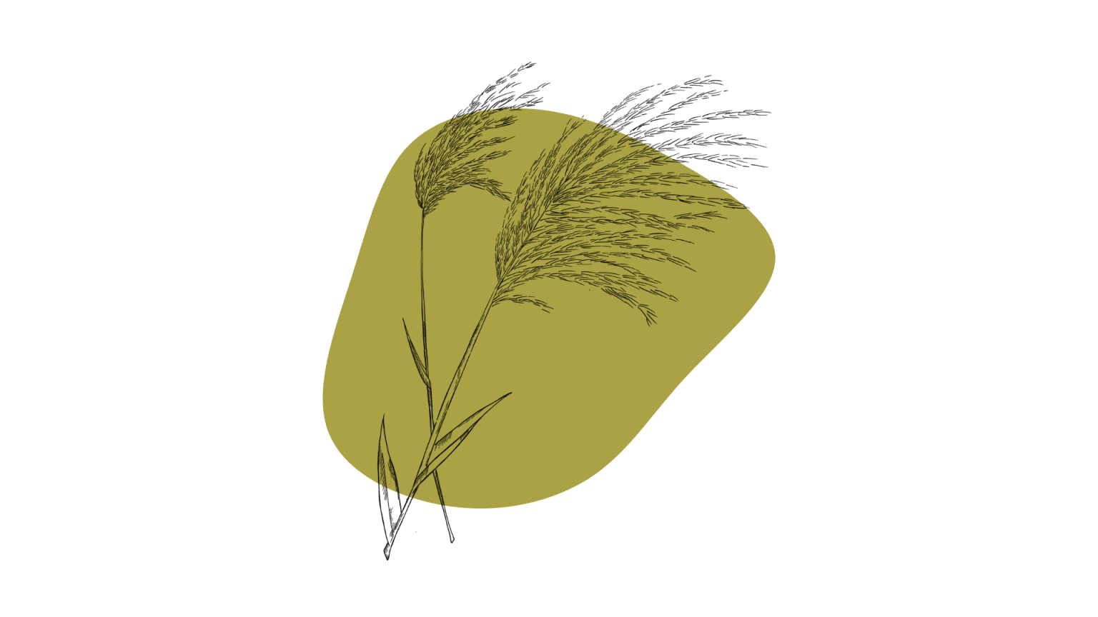 List of Plants That Contain DMT - Tripsitter