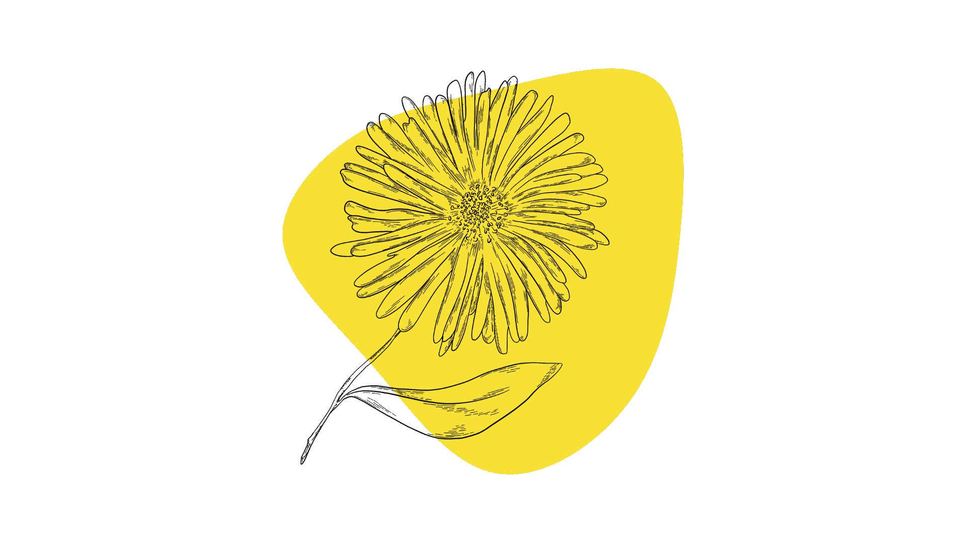 List of Plants That Contain DMT - Tripsitter