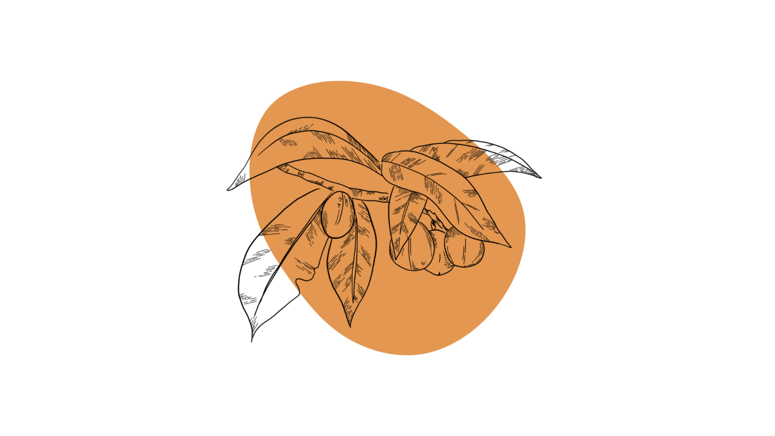 List of Plants That Contain DMT - Tripsitter