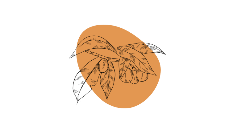 List of Plants That Contain DMT - Tripsitter