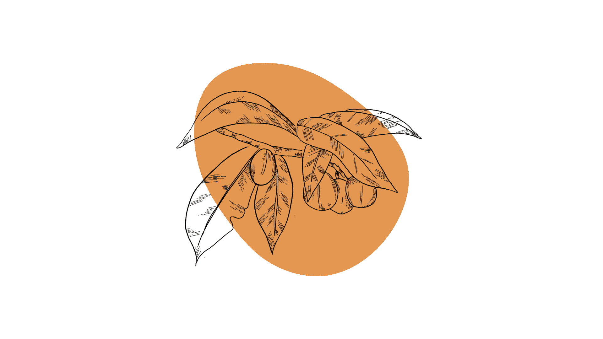 List of Plants That Contain DMT - Tripsitter