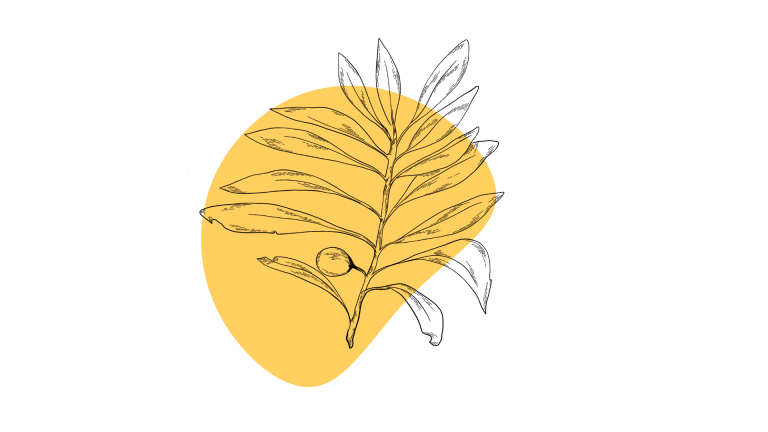 List of Plants That Contain DMT - Tripsitter