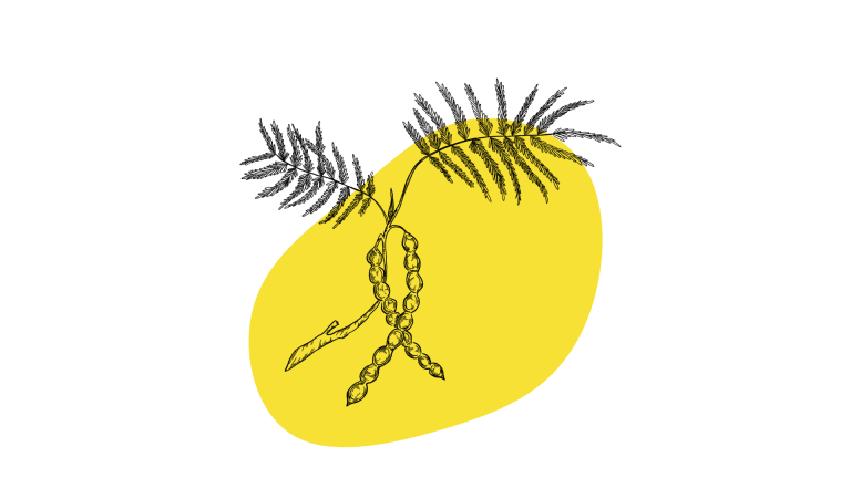 List of Plants That Contain DMT - Tripsitter