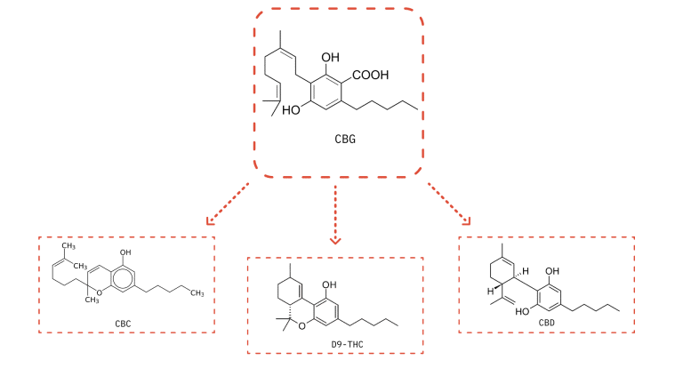 CBG Explained: The Mother of All Cannabinoids - Tripsitter