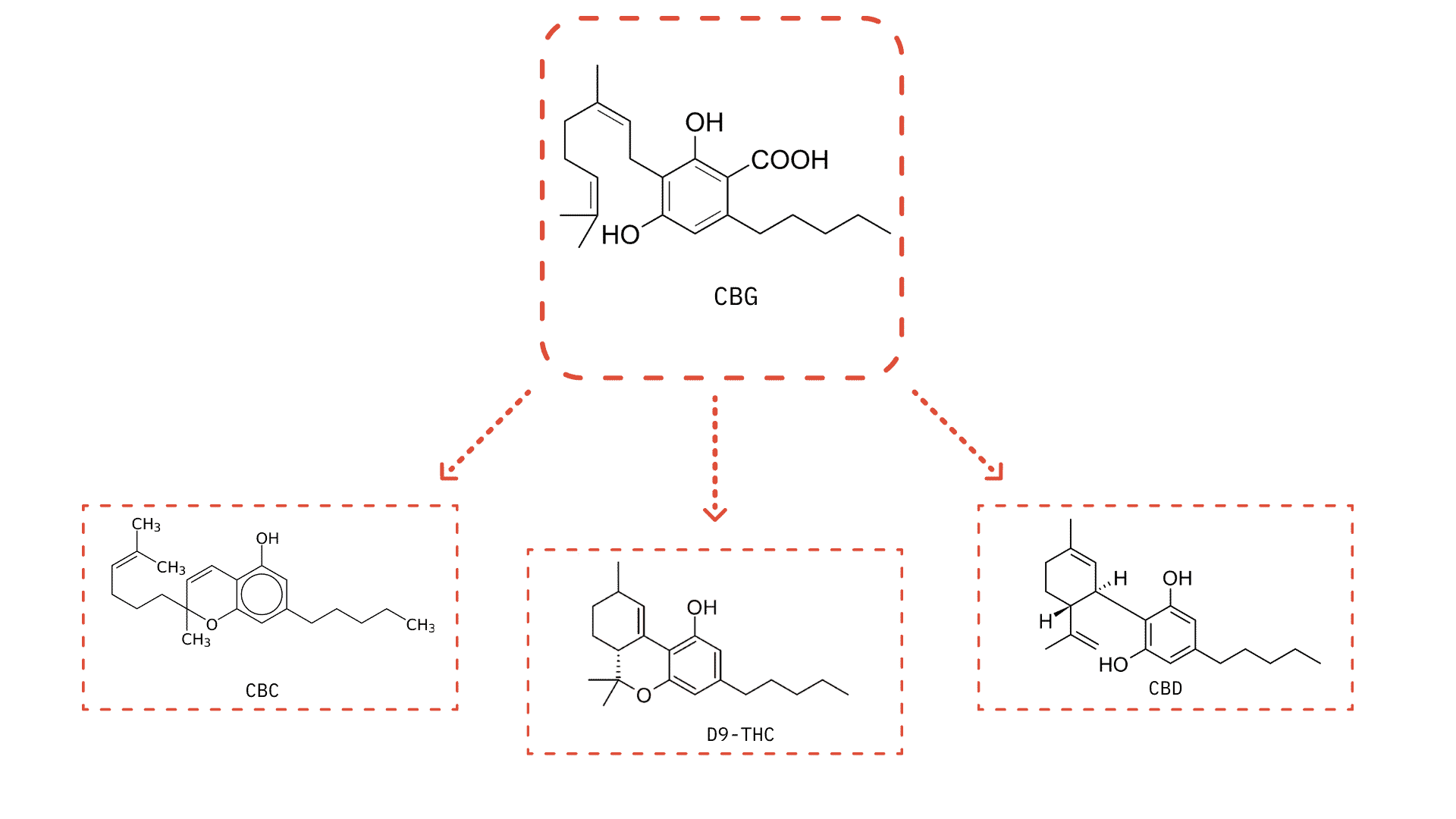 CBG Explained: The Mother of All Cannabinoids - Tripsitter
