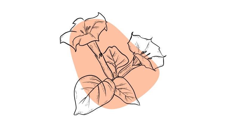 Oneirogens: 14 Powerful Dream Herbs (& More) - Tripsitter