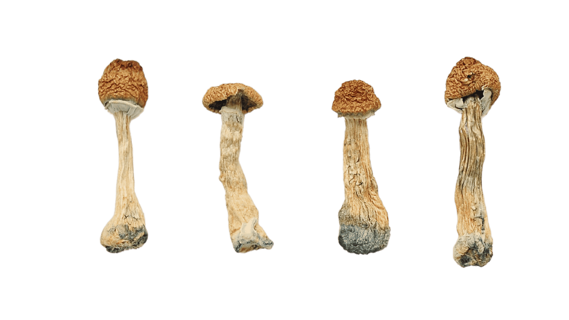 Where Do Shrooms Grow? How to Find Magic Mushrooms in the Wild - Tripsitter