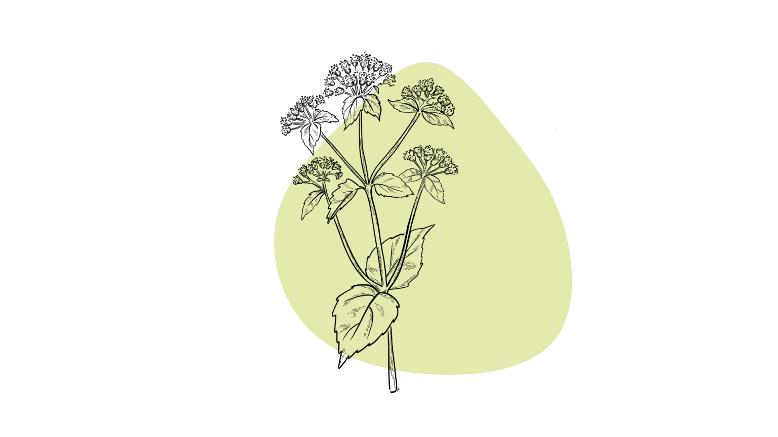 Oneirogens: Substances That Make You Dream (Natural & Synthetic ...