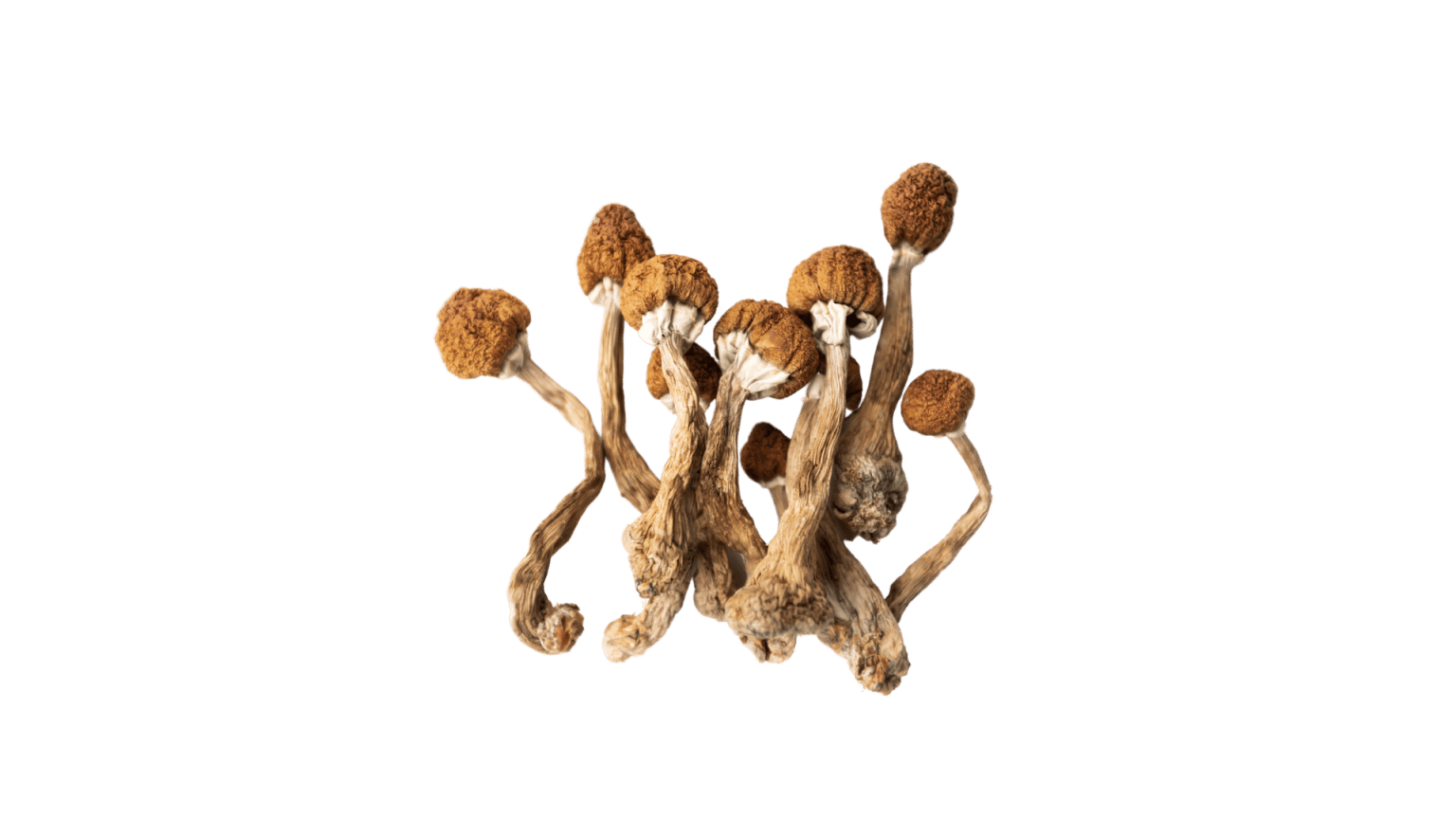 Golden Teacher Mushroom Strain: Best Strain For Beginner Growers ...