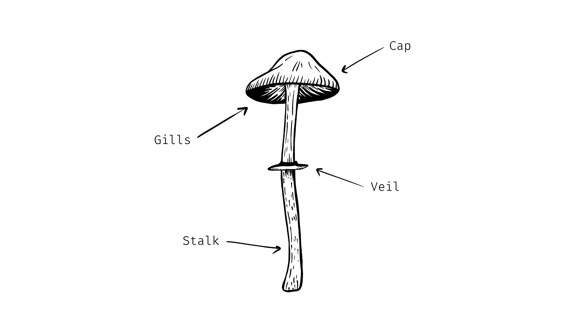 Where Do Shrooms Grow? How to Find Magic Mushrooms in the Wild - Tripsitter