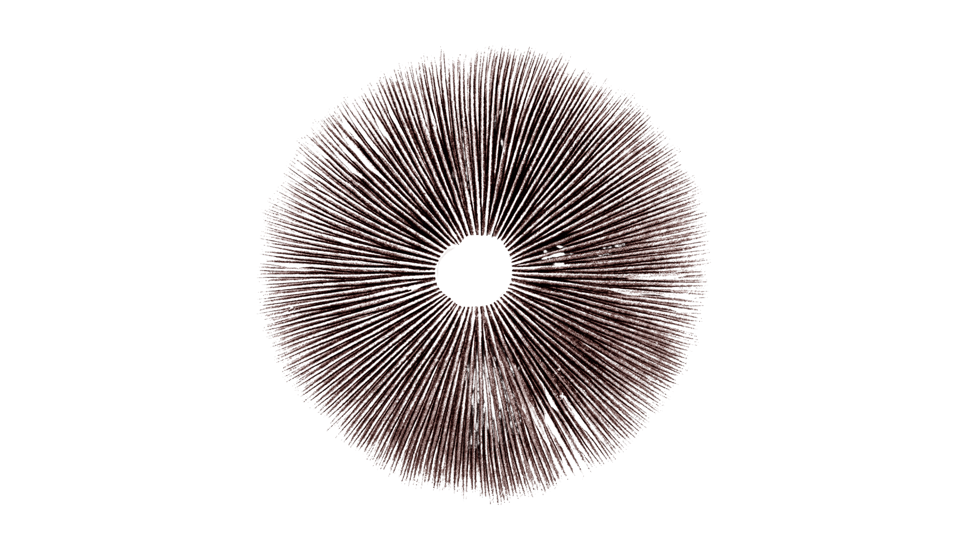 Where Do Shrooms Grow? How to Find Magic Mushrooms in the Wild - Tripsitter