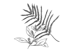 List of Plants That Contain DMT - Tripsitter