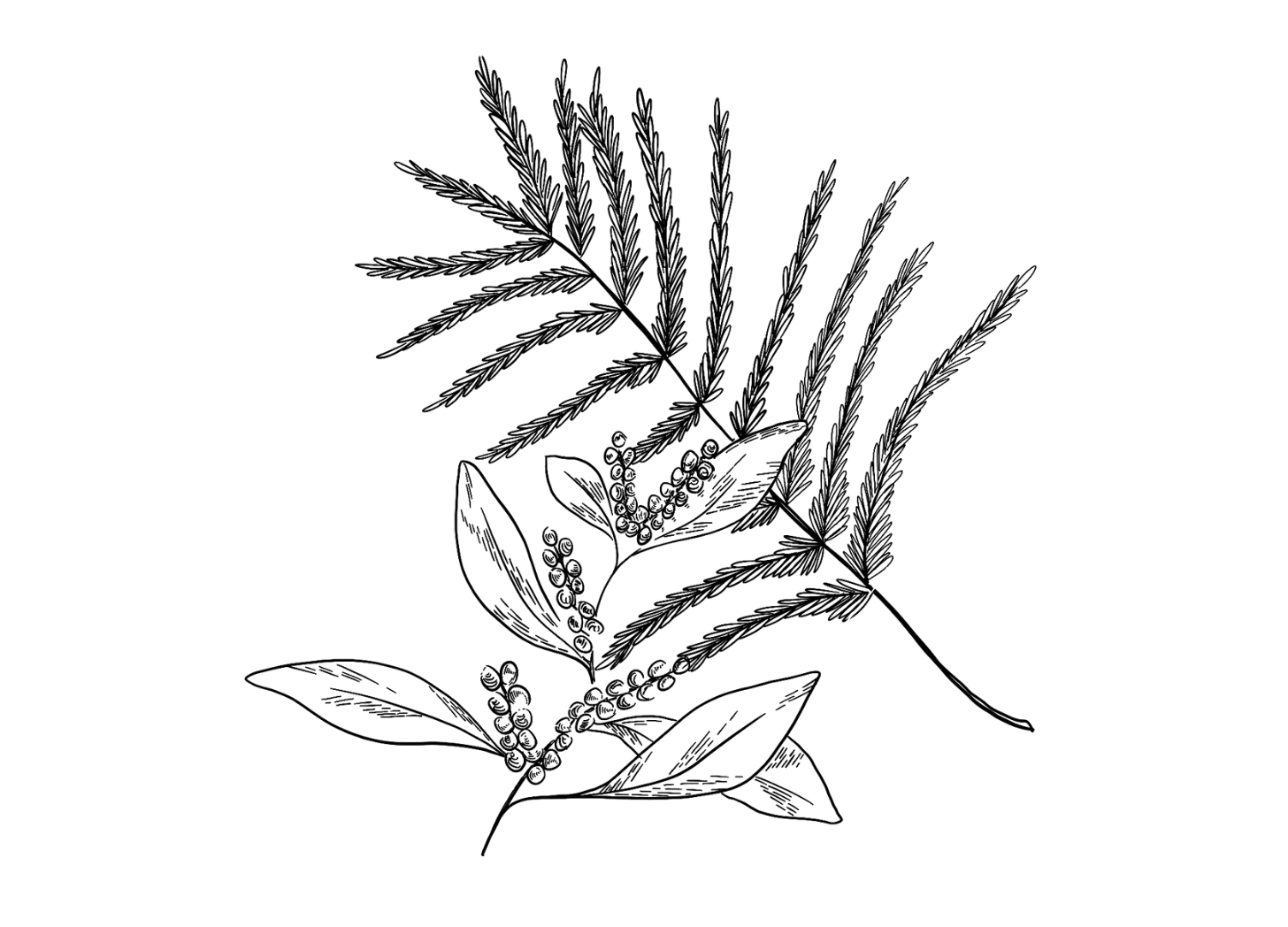 List of Plants That Contain DMT - Tripsitter