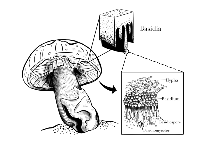 Beyond the Cap: The Anatomy of a Mushroom - Tripsitter