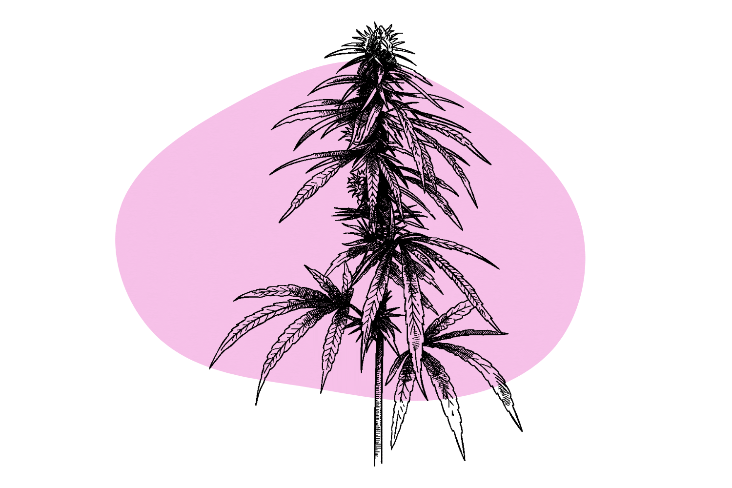 Can Smoking Weed Cause Cancer? - Tripsitter