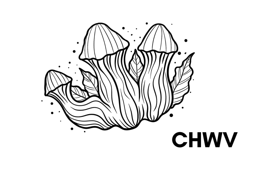 The Albino Chodewave Strain: The Psilocybin Cup’s Therapeutic Champion ...