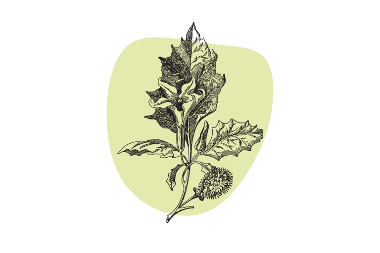 Complete List of Smokable Herbs (A-Z) - Tripsitter