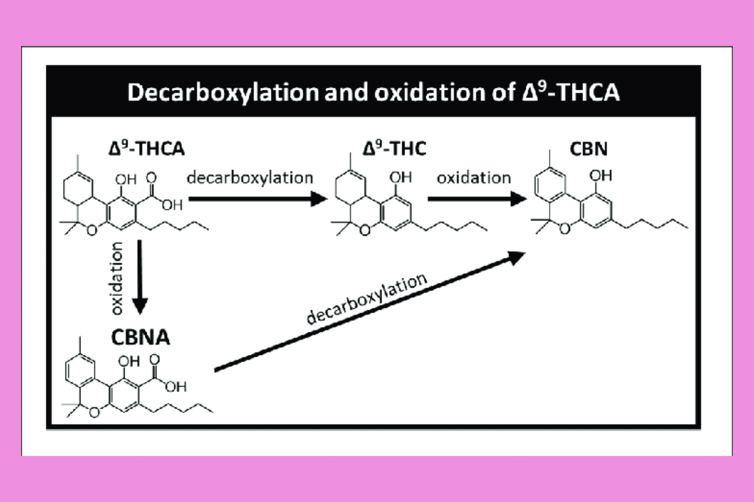 THCA vs THC: Key Differences & Similarities Explained - Tripsitter