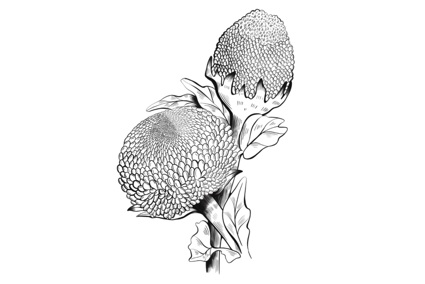 Beyond Cannabis: 8 Unexpected Plants & Fungi With Cannabinoids - Tripsitter