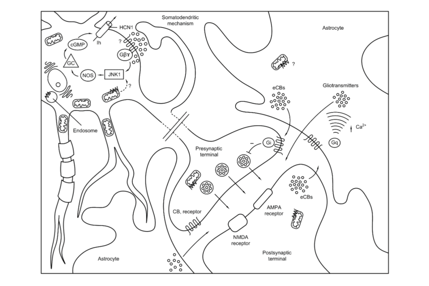 Highs & Lows: How Marijuana Affects the Brain - Tripsitter