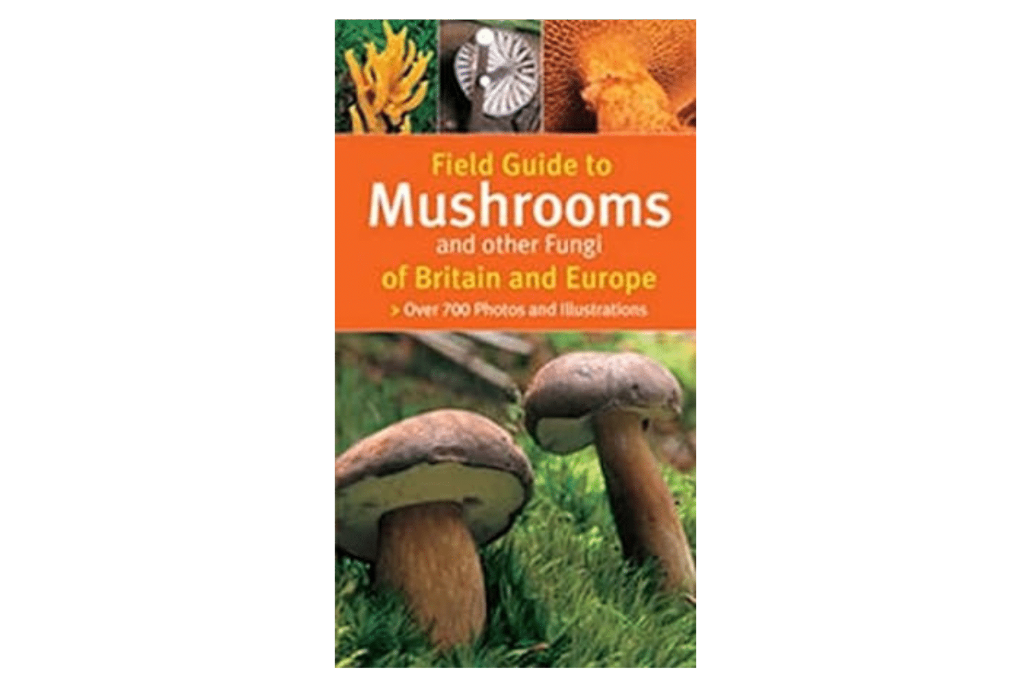 Fungi at Your Fingertips: Exploring the Best Mushroom Identification ...