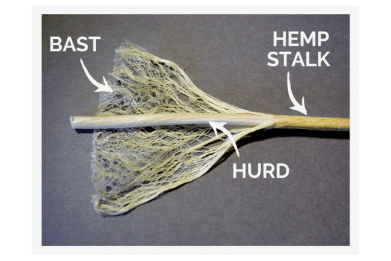Who Discovered Weed? The History of Cannabis, In a Nutshell - Tripsitter