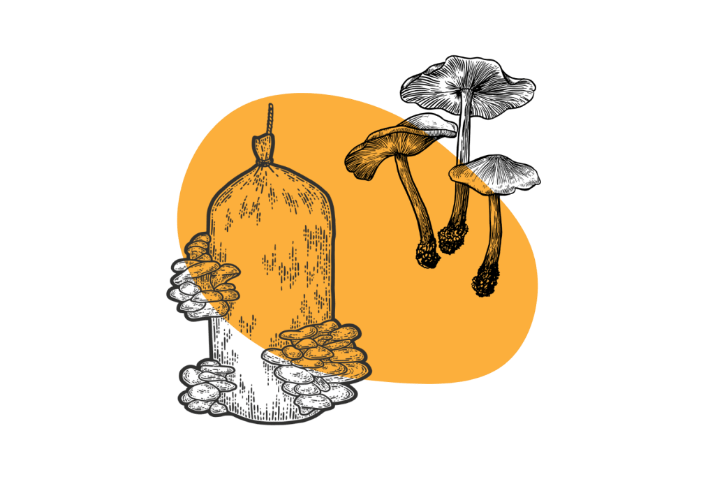 Aztec God Shroom Strain: History, Appearance, Effects & More - Tripsitter