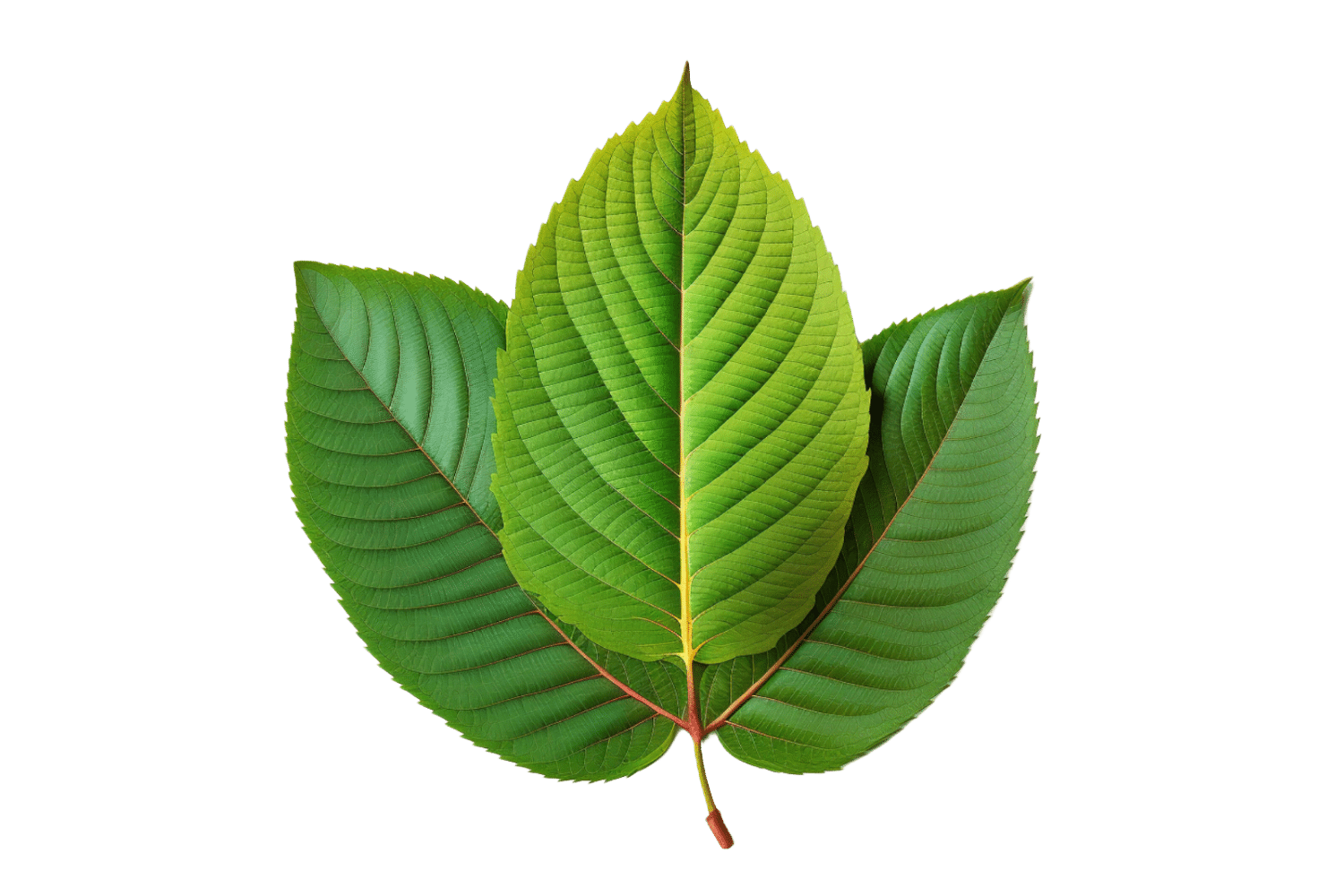 Kratom Deaths: Debunking Common Myths & Misconceptions - Tripsitter