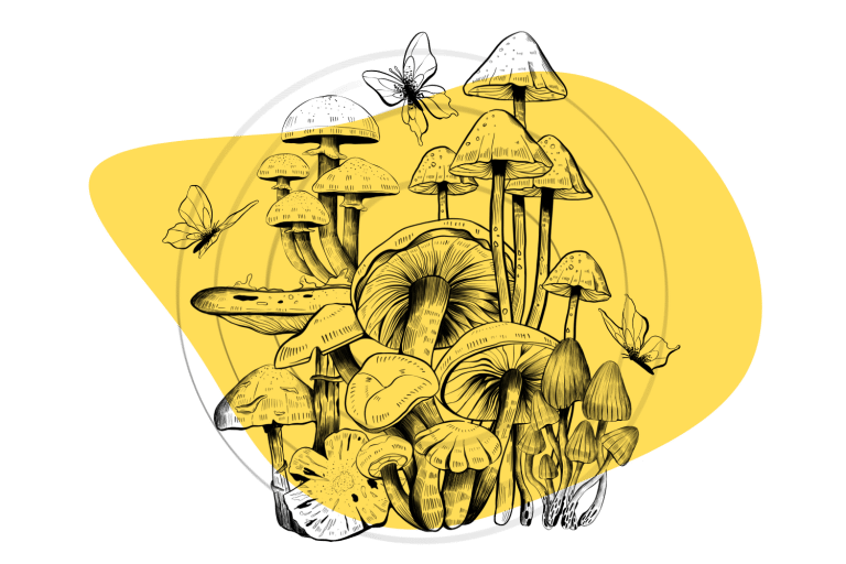 List of Psilocybin Mushroom Species (And Other Psychoactive Fungi ...