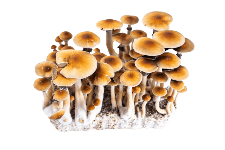 What Do Magic Mushrooms Look Like? - Tripsitter