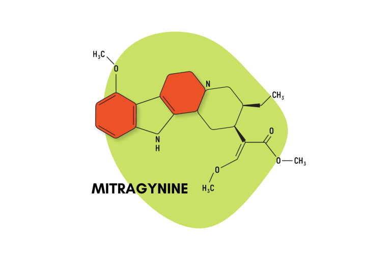 What is Mitragynine? Everything You Need to Know About Kratom’s Primary ...