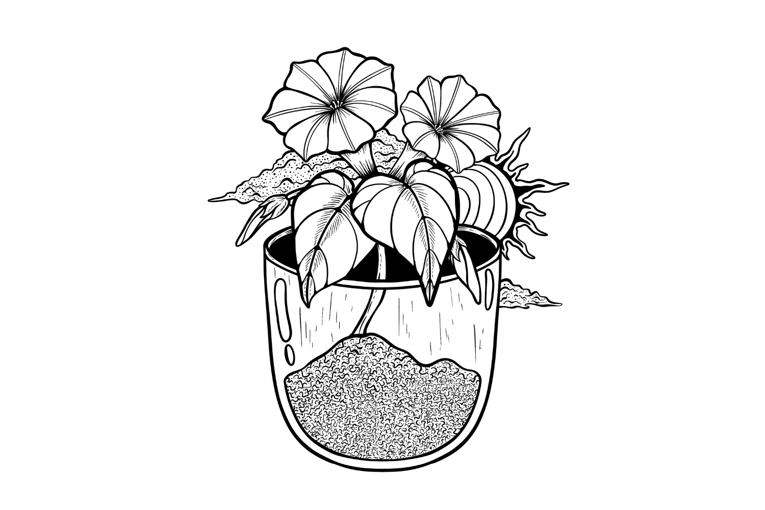 The Morning Glory Vine: A Shamanic & Psychedelic Garden Variety ...