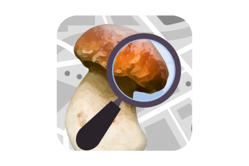 Fungi at Your Fingertips: Exploring the Best Mushroom Identification Apps - Tripsitter